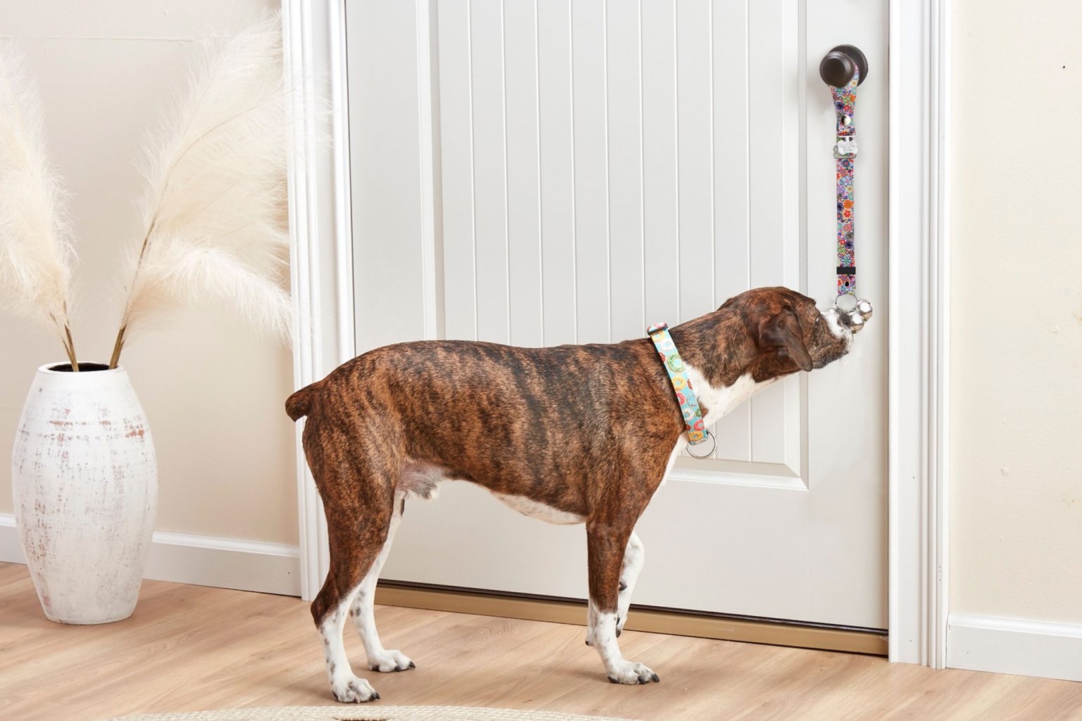 Poochie Pets - Home Page